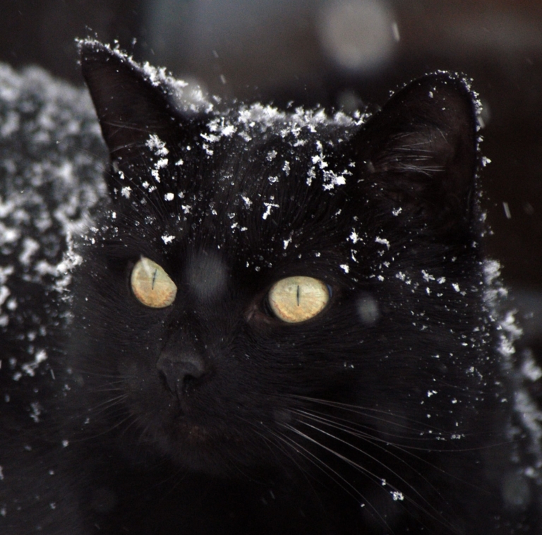 Winter Profile Pictures - 200 Beautiful Avatars For Free