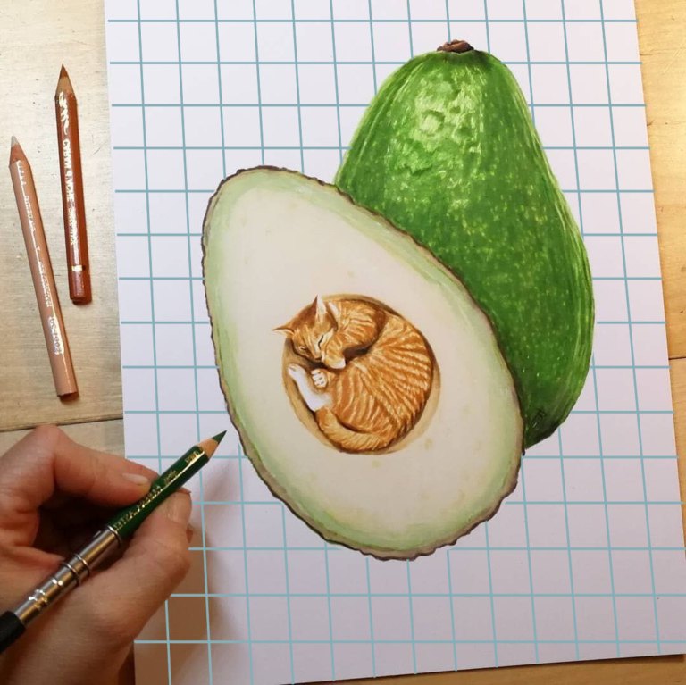 Avocado Drawings And Pictures For Sketching