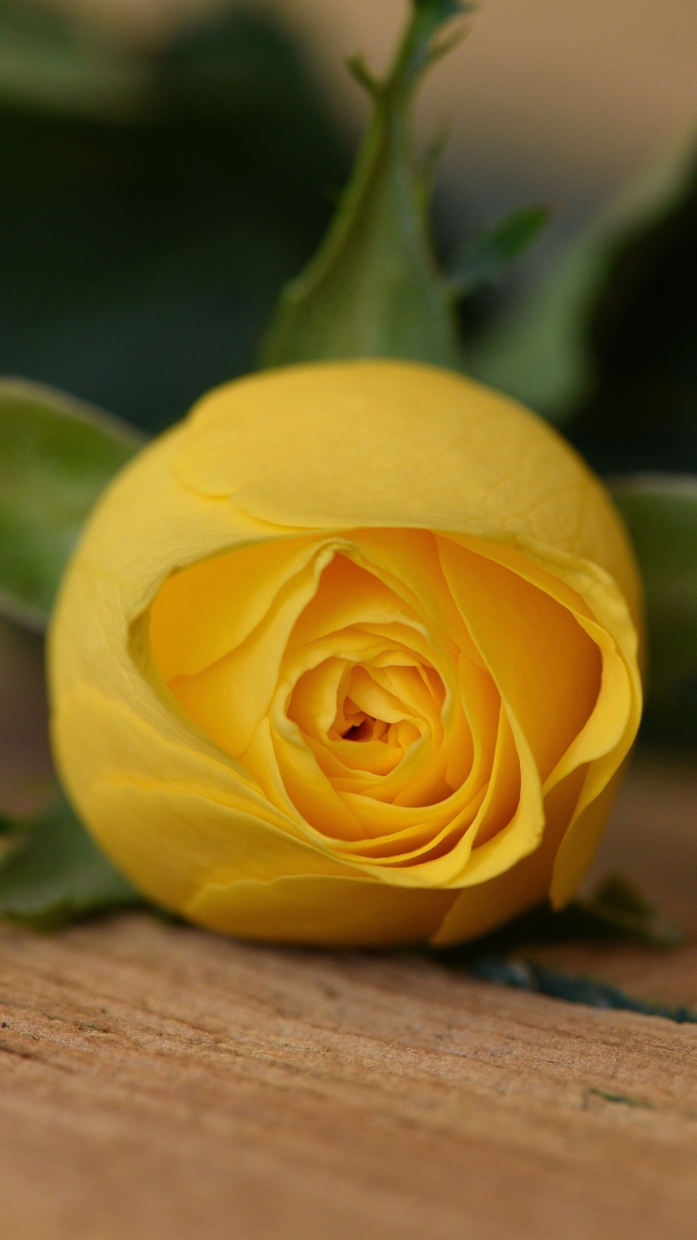 Fondo de pantalla de rosas en HD, 2K, 4K