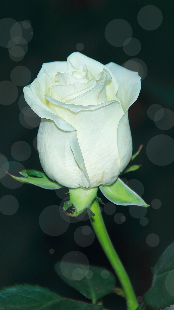 Fondo de pantalla de rosas en HD, 2K, 4K