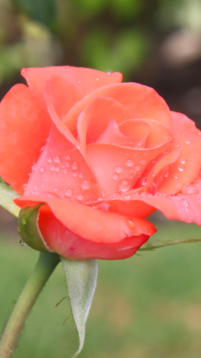 Fondo de pantalla de rosas en HD, 2K, 4K