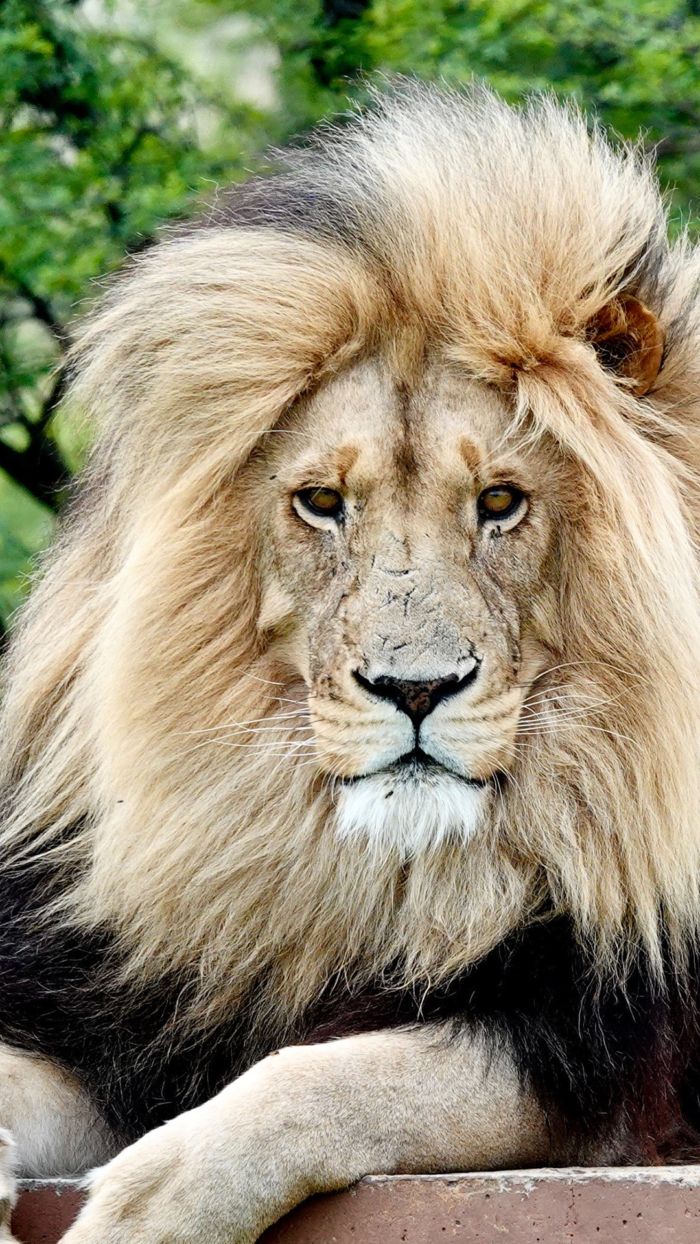 León fondos de pantalla del teléfono