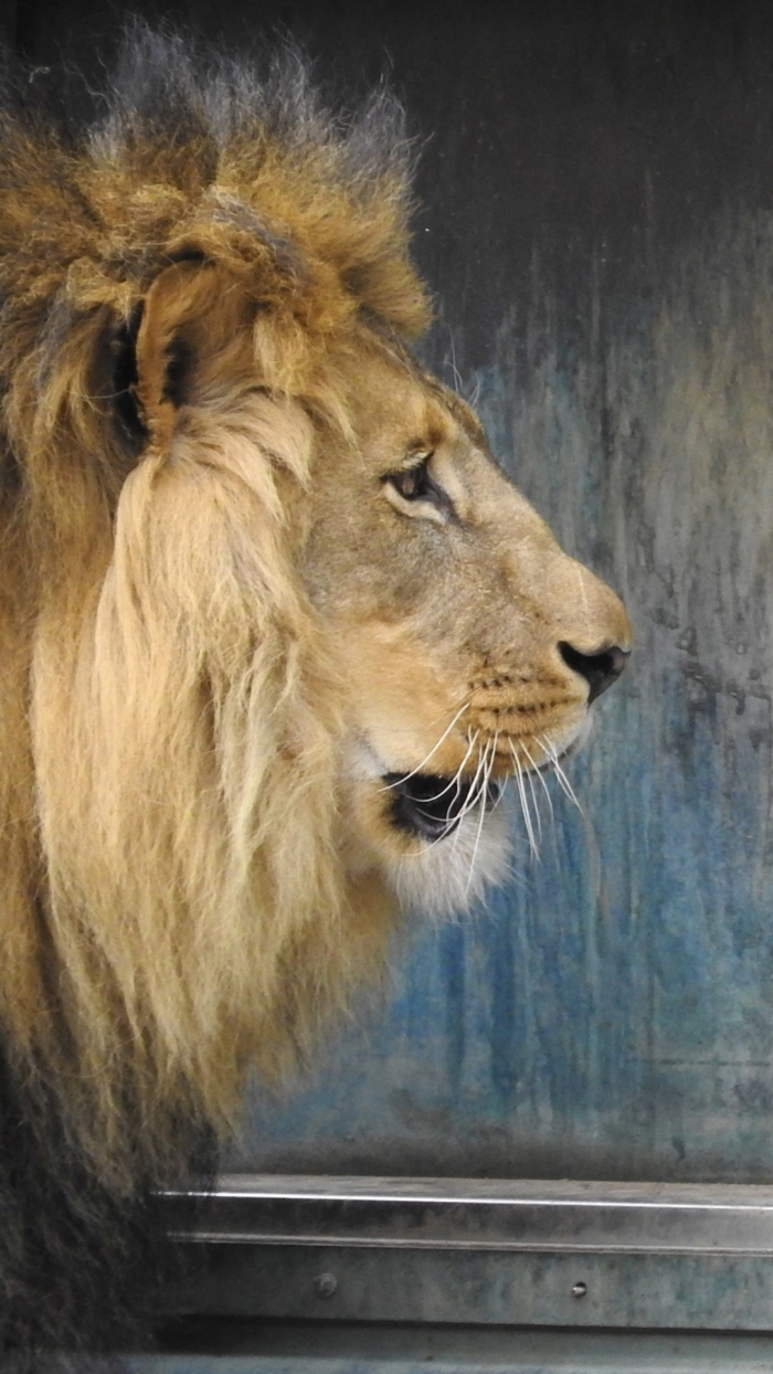 Lion Phone Wallpaper