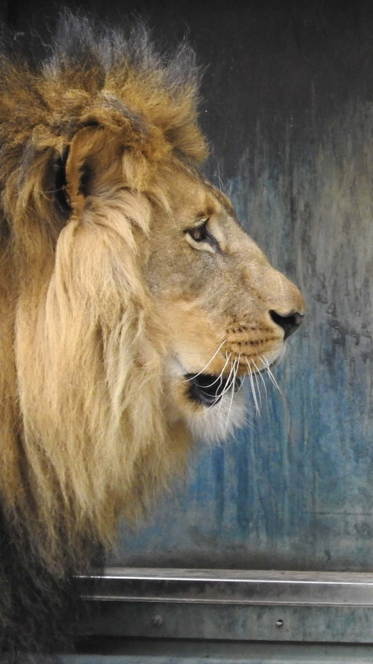 León fondos de pantalla del teléfono