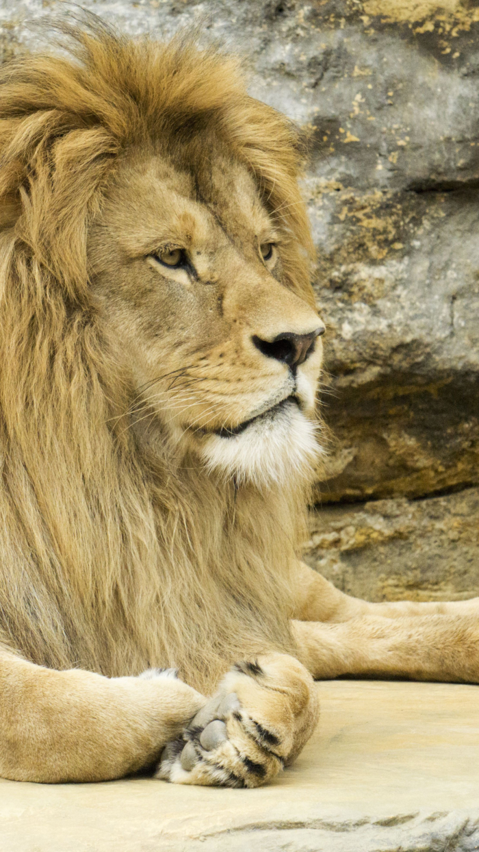 León fondos de pantalla del teléfono