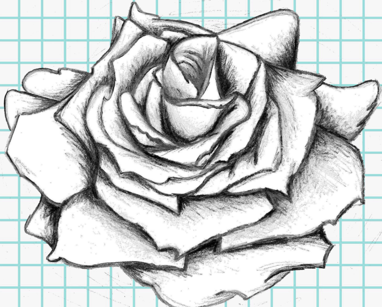 Rysunki i zdjęcia róż do szkicowania