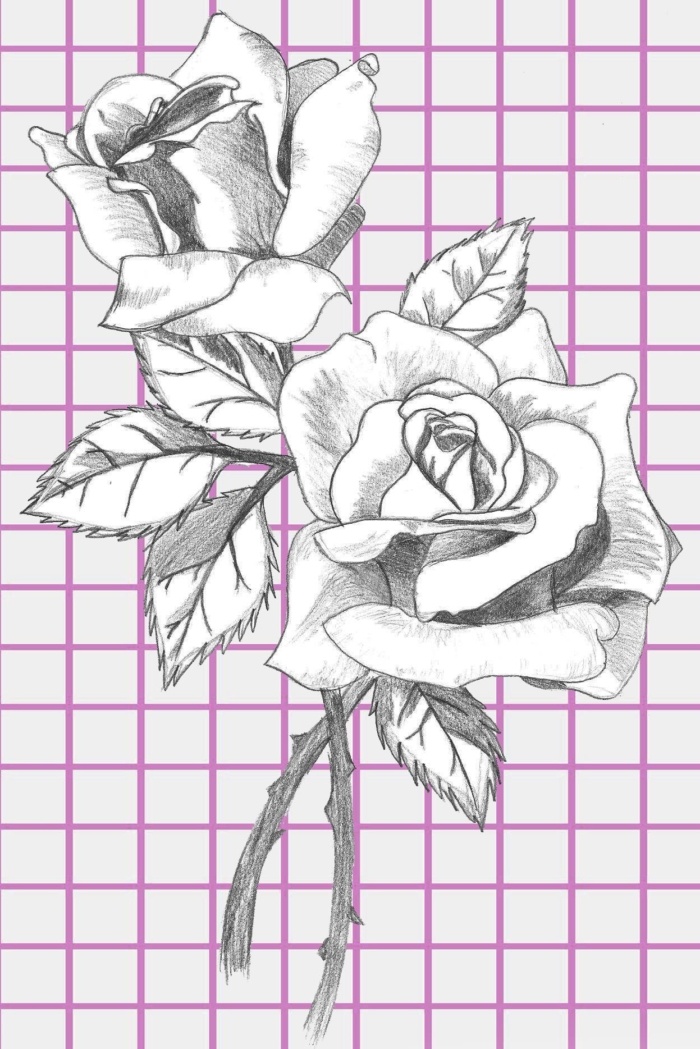 Rosen Zeichnungen und Bilder zum Skizzieren