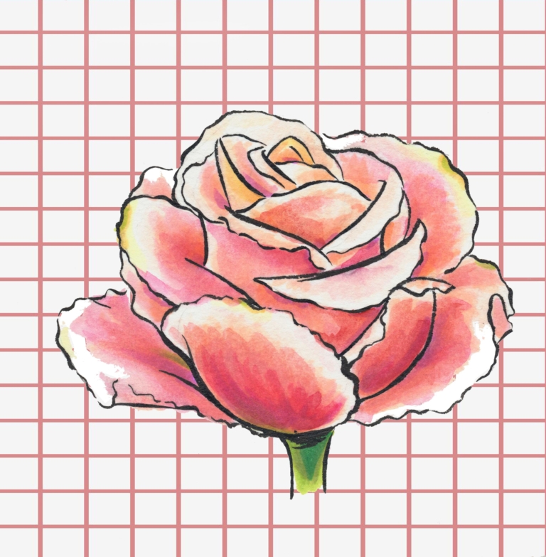 Rysunki i zdjęcia róż do szkicowania