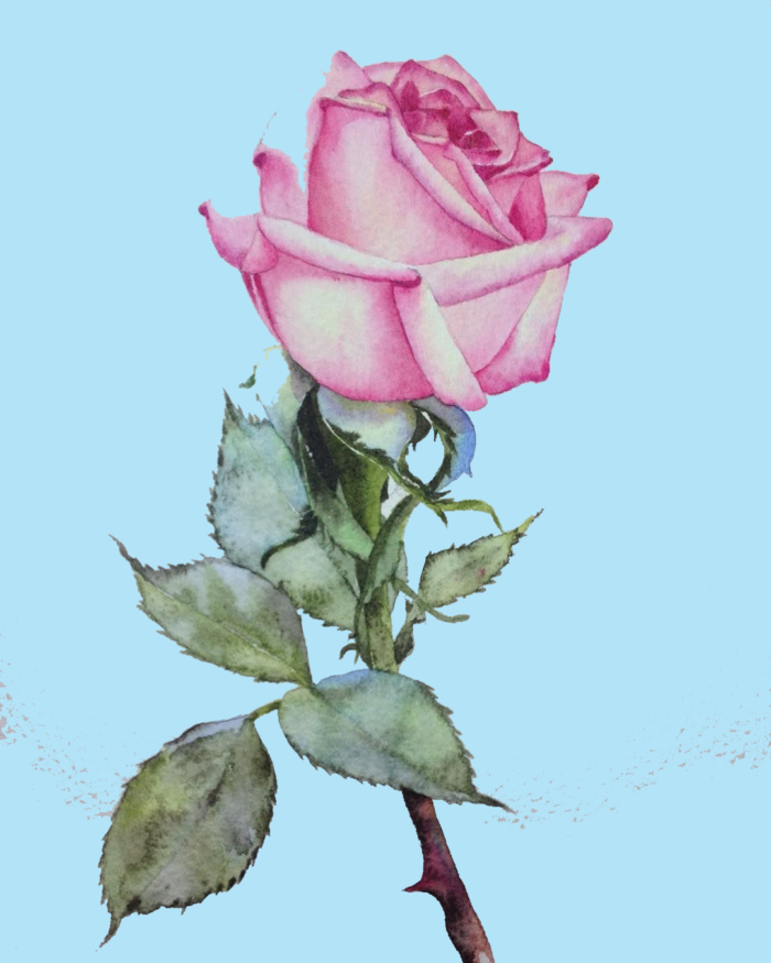 Rysunki i zdjęcia róż do szkicowania