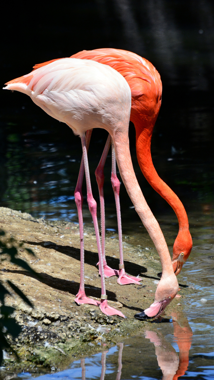 Flamingo Phone Wallpaper