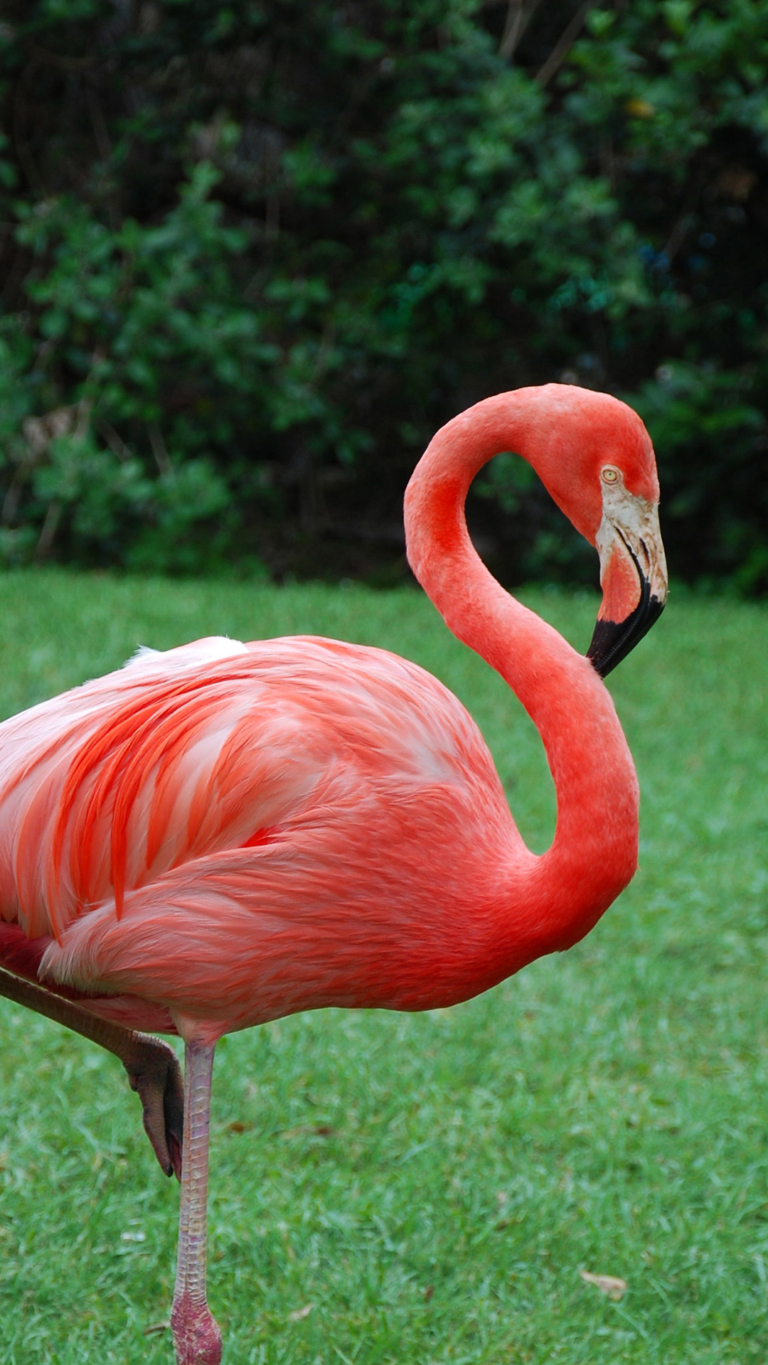 Flamingo Phone Wallpaper