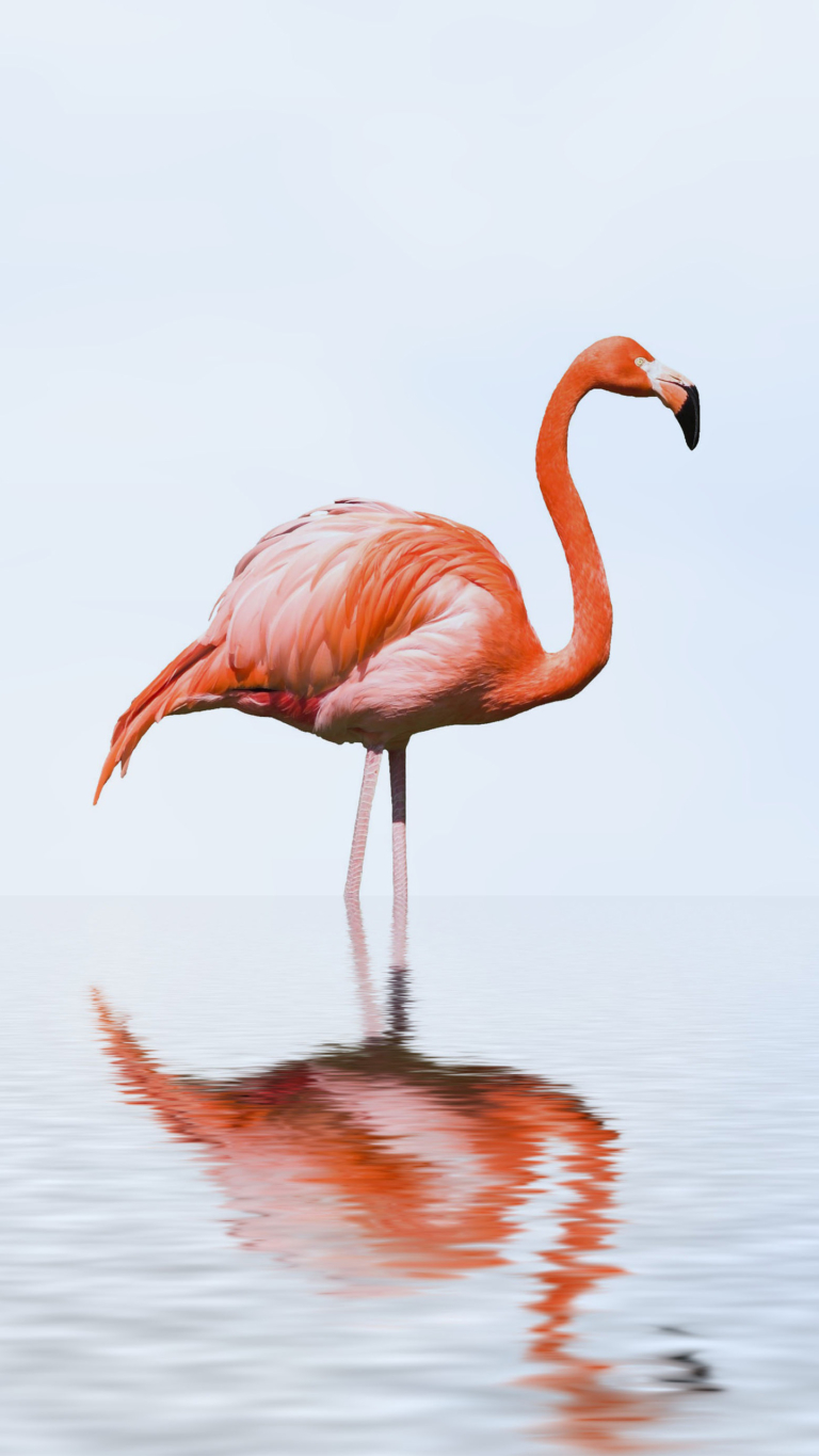 Flamingo Phone Wallpaper