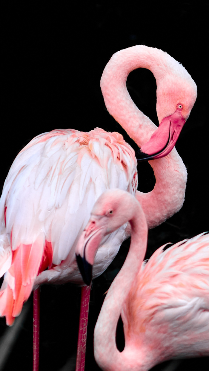 Flamingo Phone Wallpaper