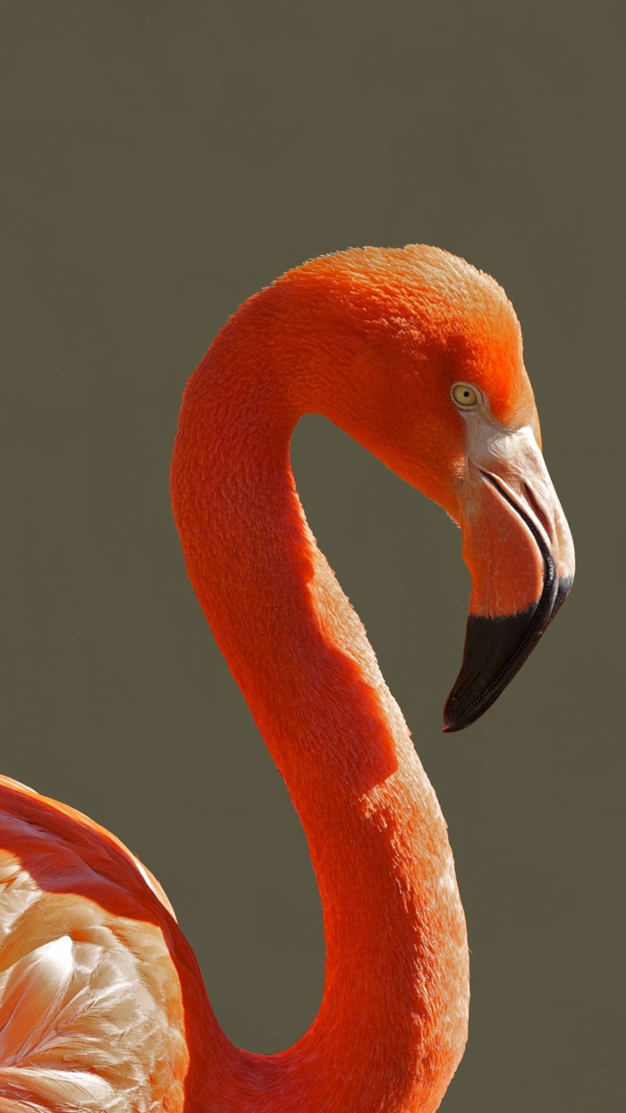 Flamingo Phone Wallpaper