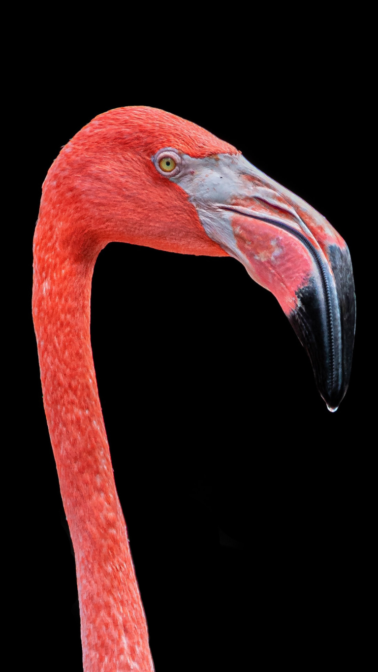 Flamingo Phone Wallpaper