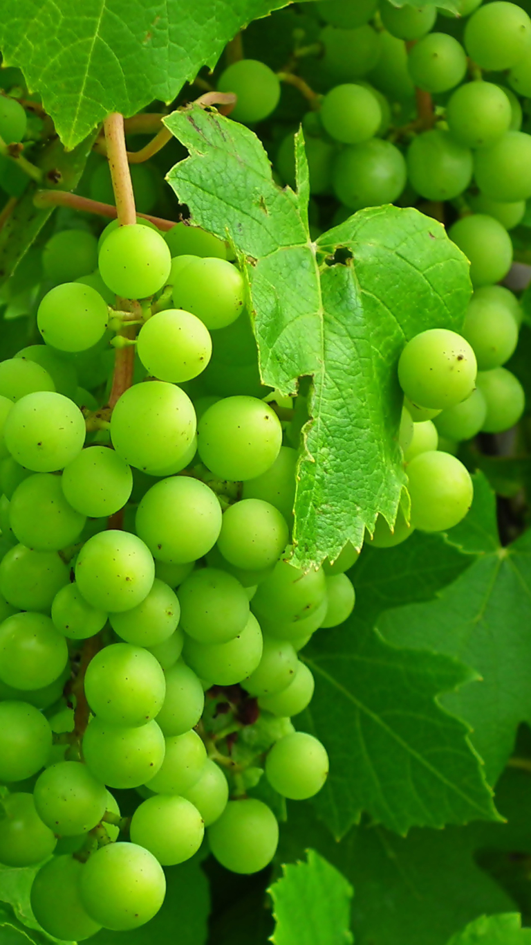 Green Phone Wallpaper In High Resolution