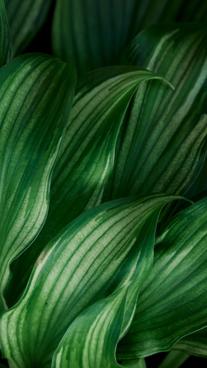 Green Phone Wallpaper In High Resolution