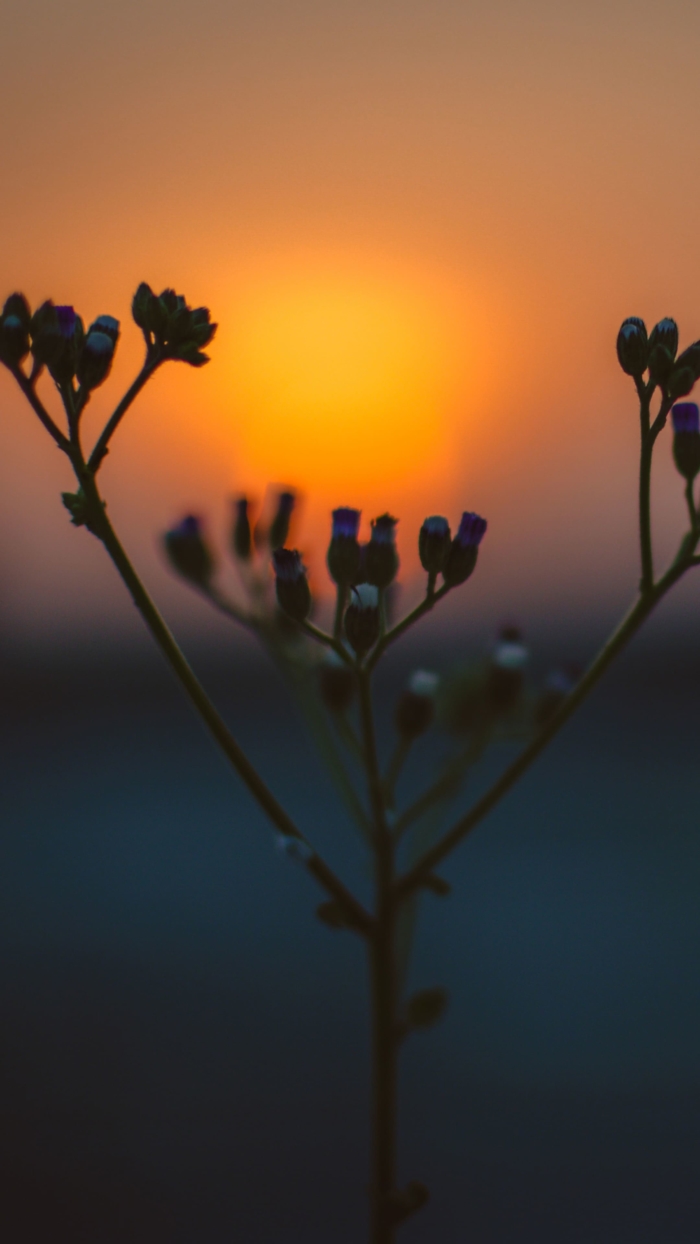 Sunset Phone Wallpapers - 100 Pictures HD, 4K