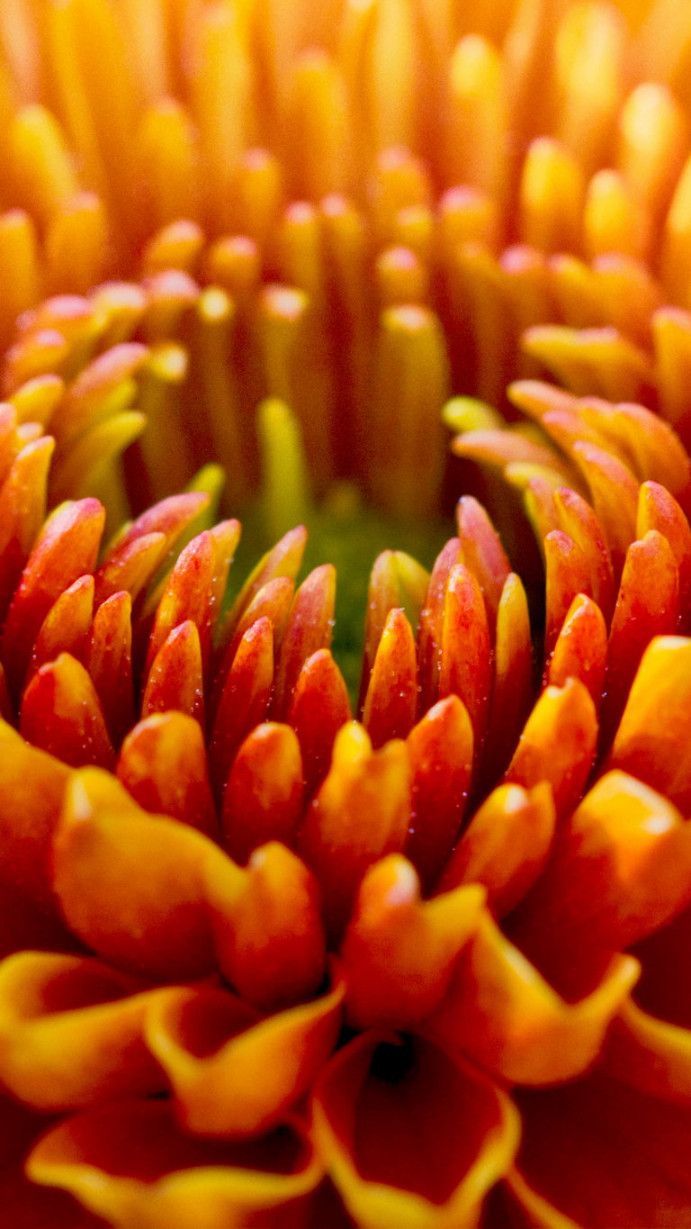 Orange Phone Wallpapers 2k, 4k - 100 Orange Pictures For Your Phone