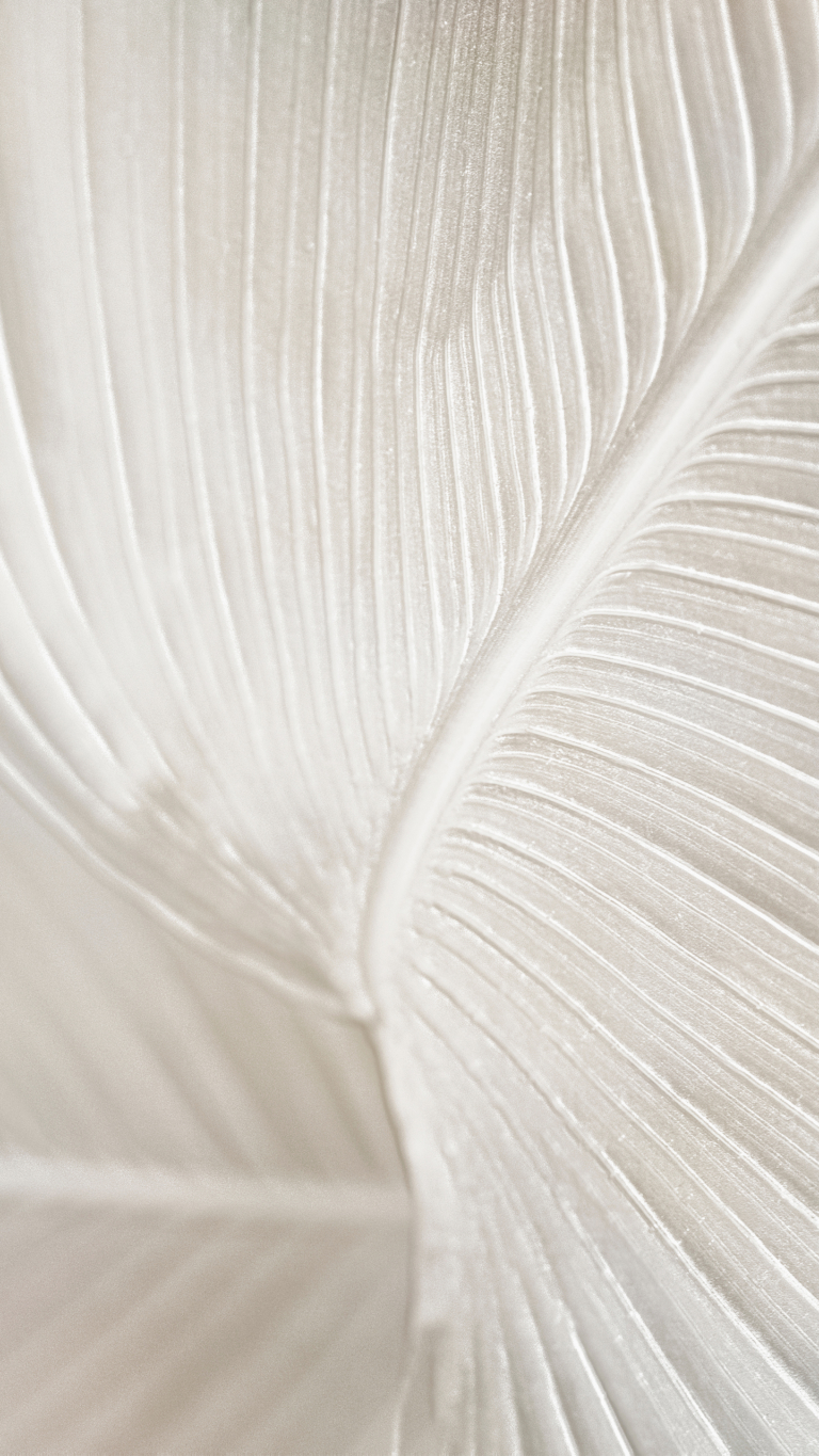 White Phone Wallpapers - 100 White Pictures For Your Phone