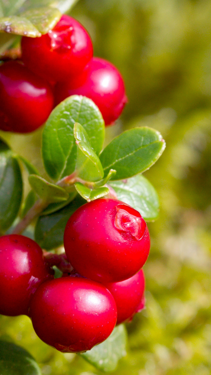 Berries Phone Wallpapers - 100 Vertical Pictures 2k or 4k