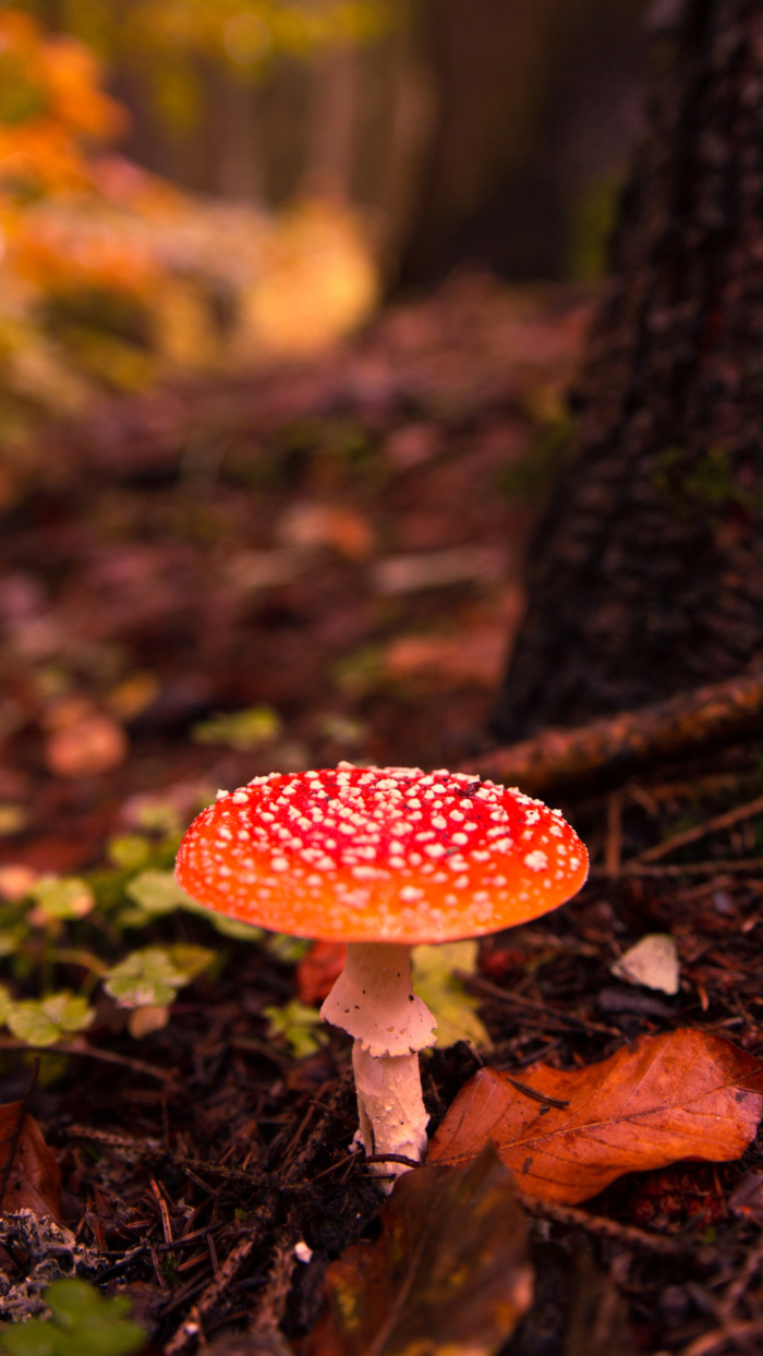 Jesienne tapety na telefon - 120 zdjęć 2k i 4k