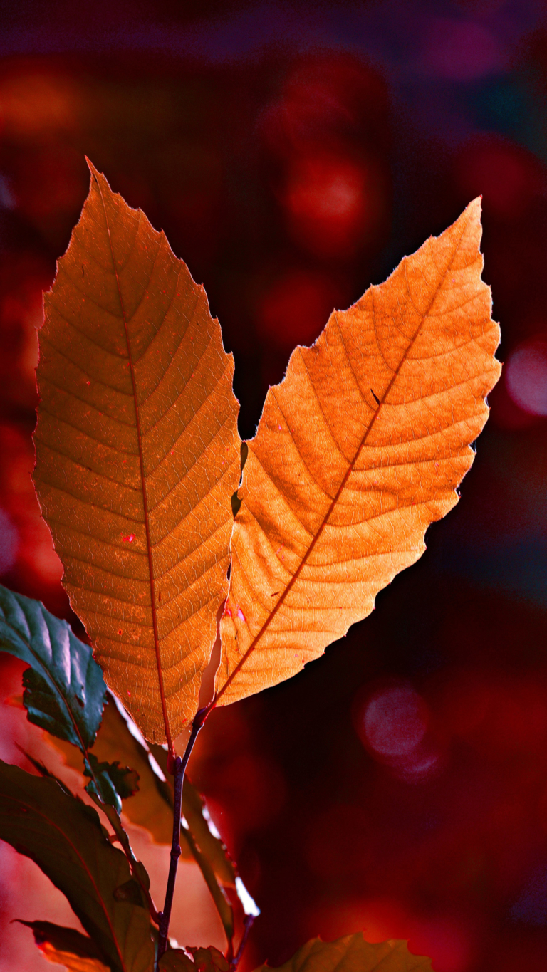 Autumn Phone Wallpapers - 120 Pictures of The Fall 2k and 4k