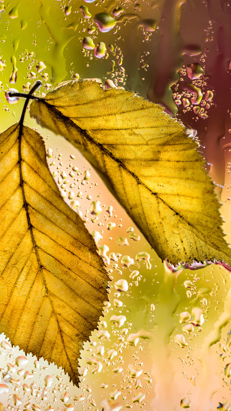 Jesienne tapety na telefon - 120 zdjęć 2k i 4k