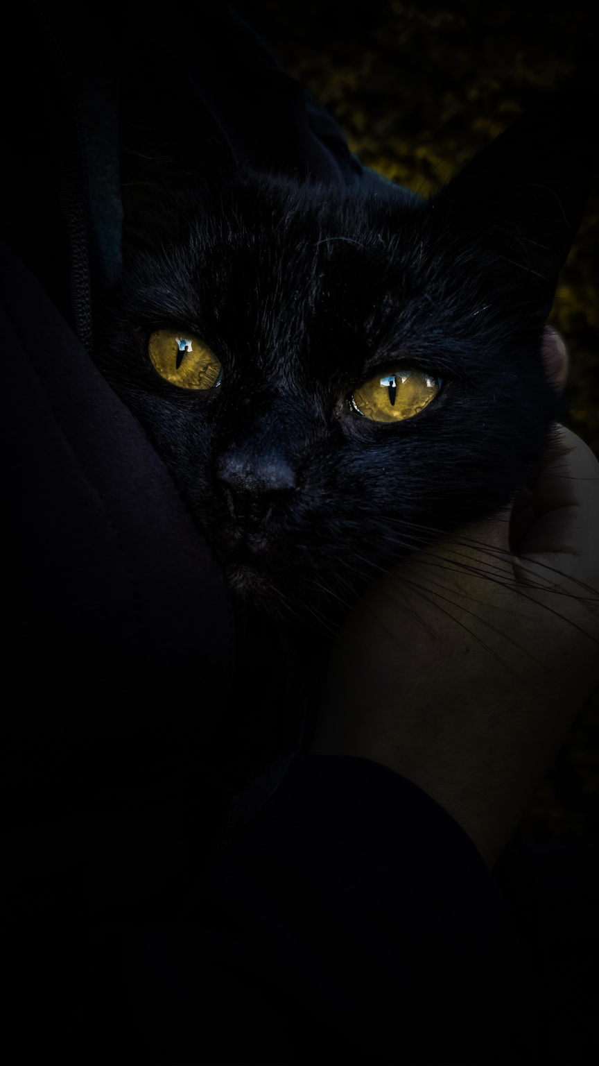 Schwarze Katzen Handy-Hintergründe 2k-4k kostenlose