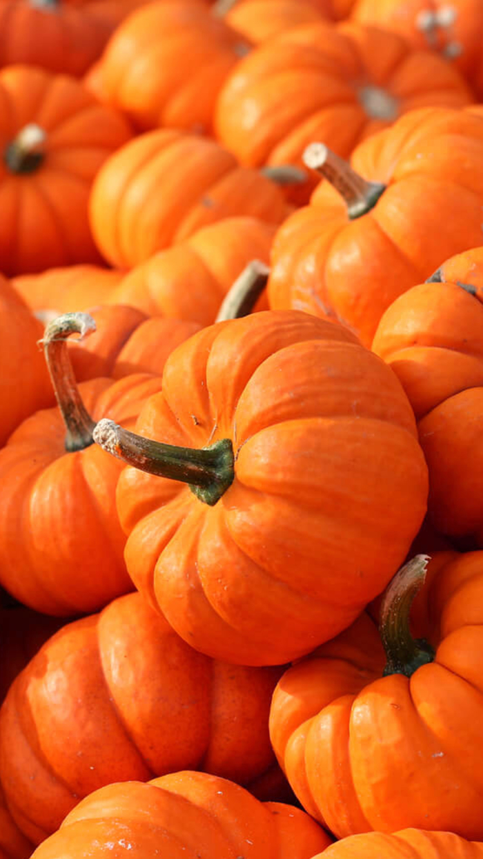 Pumpkin phone wallpapers 2k, 4k for free