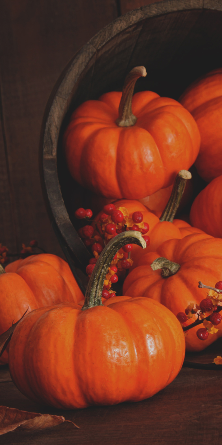 Pumpkin phone wallpapers 2k, 4k for free