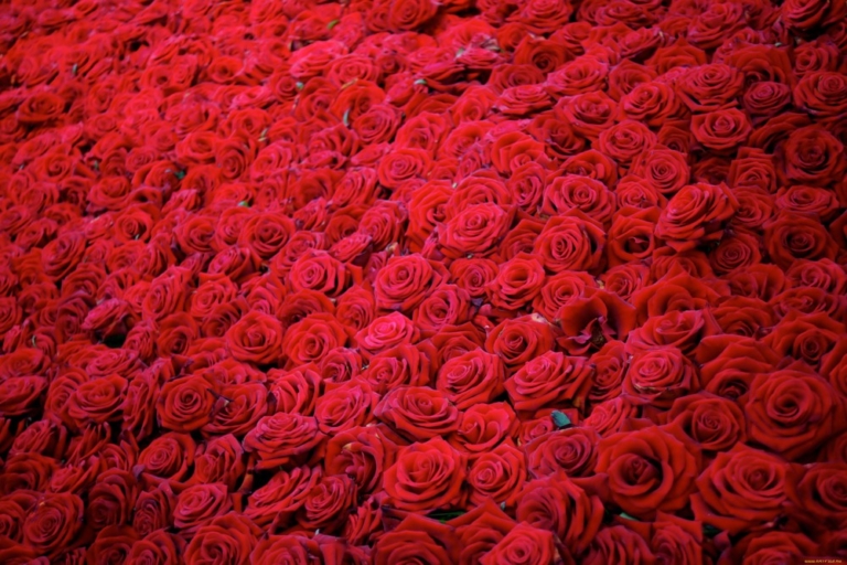 Photos of Beautiful Roses - 130 Bouquets in High Resolution