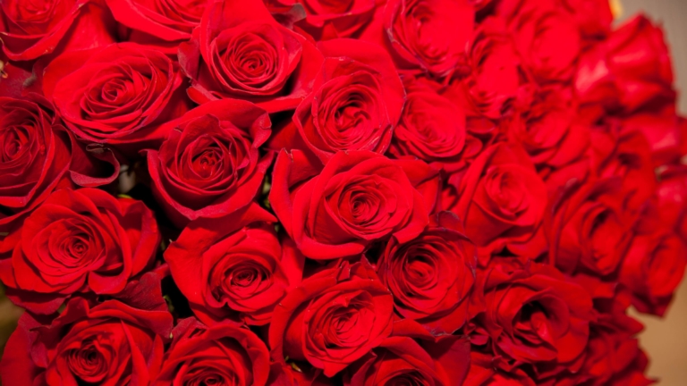 Zdjęcia róż. 130 zdjęć pięknych bukietów w wysokiej rozdzielczości