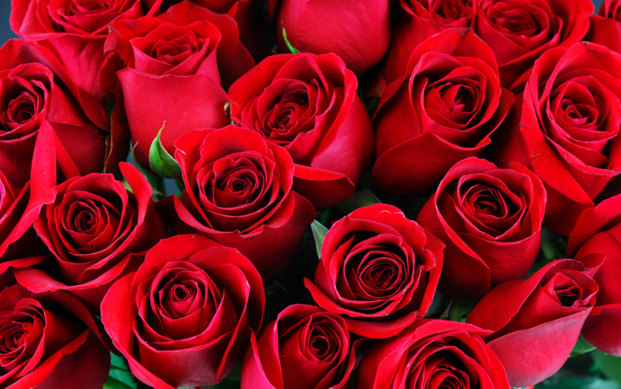 Fotos von Rosen. 130 Bilder von schönen Rosensträußen