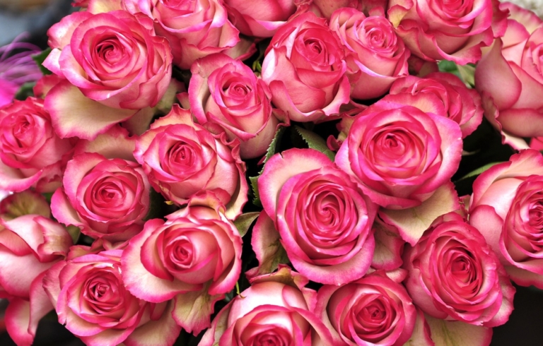 Photos of Beautiful Roses. 130 Bouquets in High Resolution