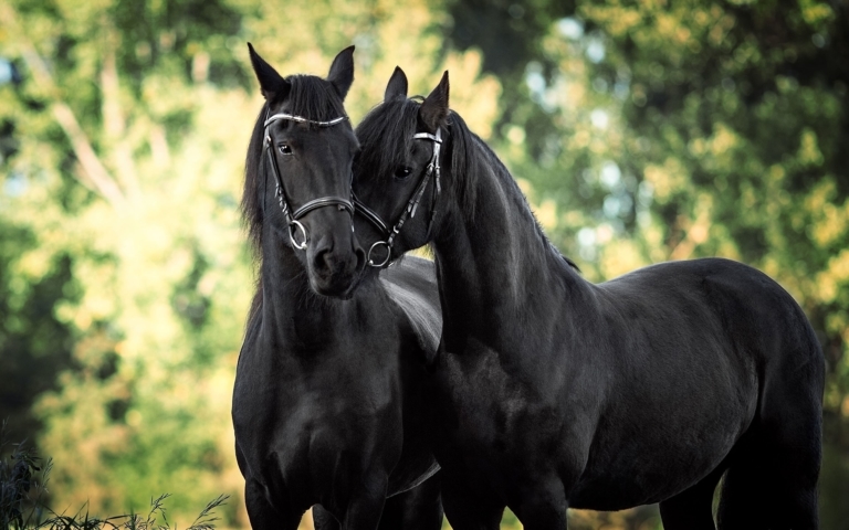 Immagini di bellissimi cavalli. 160 immagini di alta qualità gratis