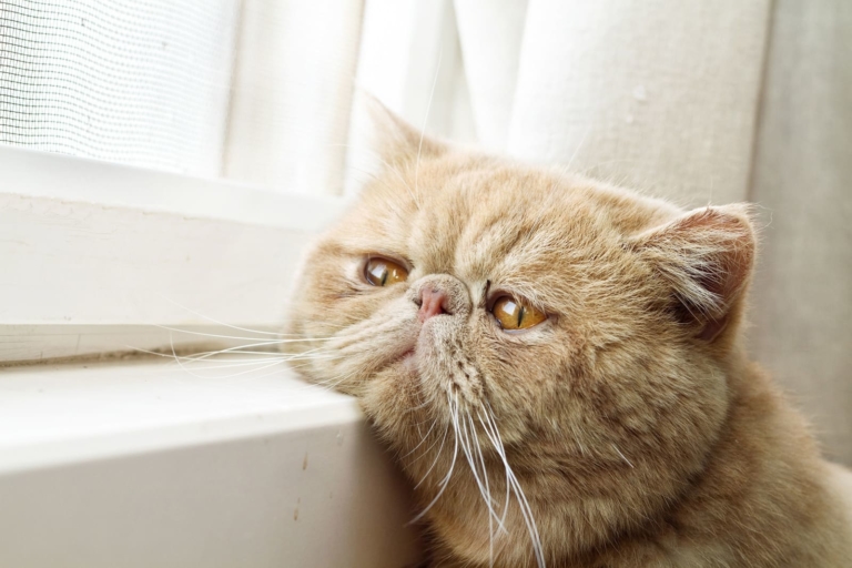 Pictures of Sad Cats. Photos, Cliparts, Images of Cats in Sadness