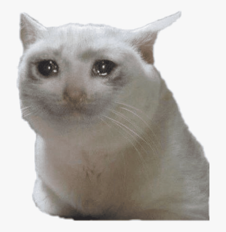 Pictures of Sad Cats. Photos, Cliparts, Images of Cats in Sadness