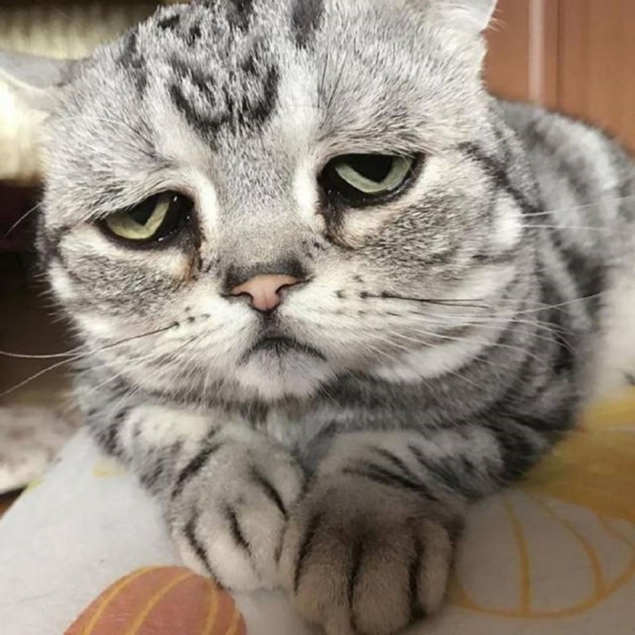 Pictures of Sad Cats. Photos, Cliparts, Images of Cats in Sadness