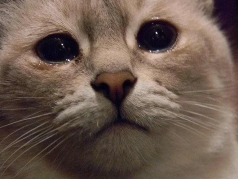 Pictures of Sad Cats. Photos, Cliparts, Images of Cats in Sadness