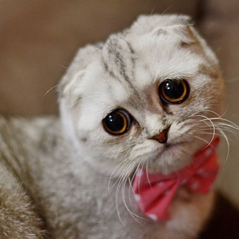 Pictures of Sad Cats. Photos, Cliparts, Images of Cats in Sadness