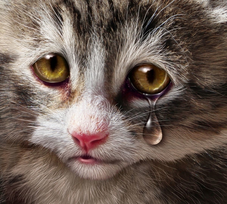 Pictures of Sad Cats. Photos, Cliparts, Images of Cats in Sadness