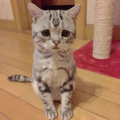 Photos de chats tristes. Сliparts, images de chats tristes