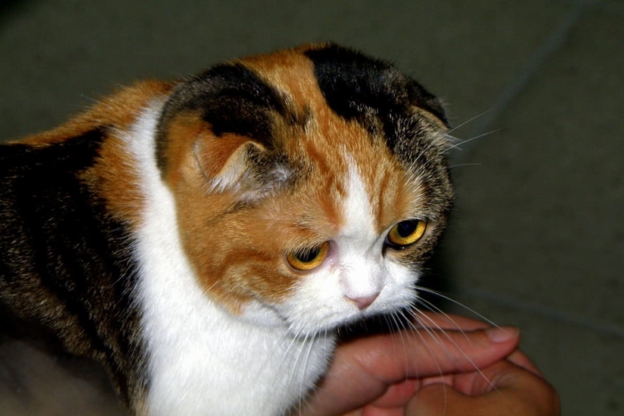 Pictures of Sad Cats. Photos, Cliparts, Images of Cats in Sadness
