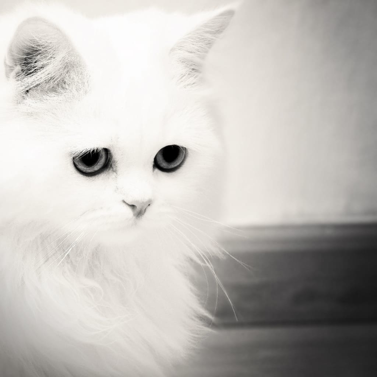 Photos de chats tristes. Сliparts, images de chats tristes