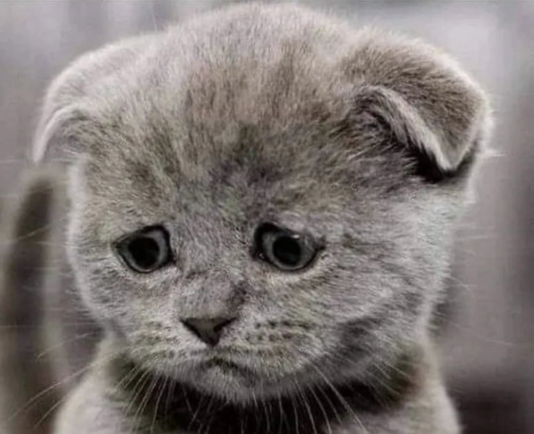 Pictures of Sad Cats. Photos, Cliparts, Images of Cats in Sadness