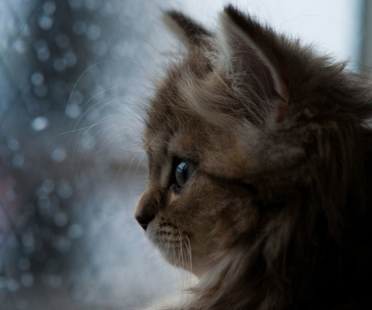 Imágenes de gatos tristes. Fotos, imágenes prediseñadas