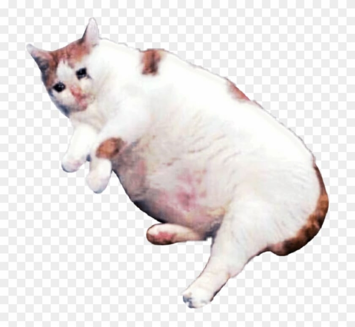 Photos de chats tristes. Сliparts, images de chats tristes