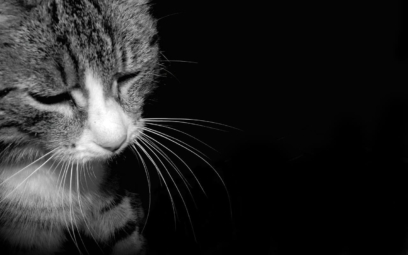 Photos de chats tristes. Сliparts, images de chats tristes