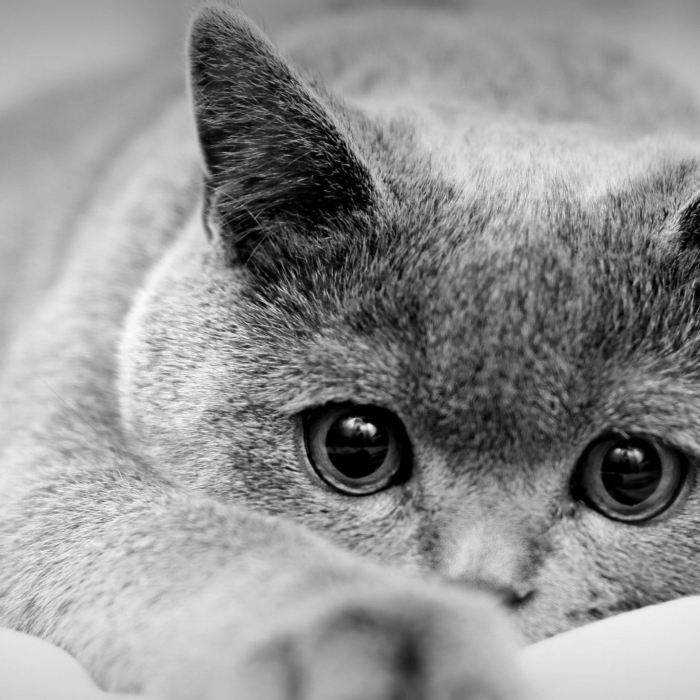 Photos de chats tristes. Сliparts, images de chats tristes